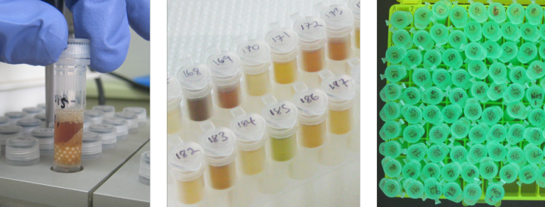 Using Polio Samples to assess Schistosomiasis and Soil-transmitted ...